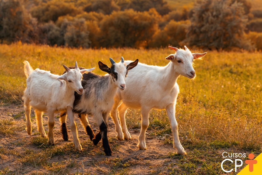 Veterinário: como identificar a idade e a pelagem dos caprinos ...