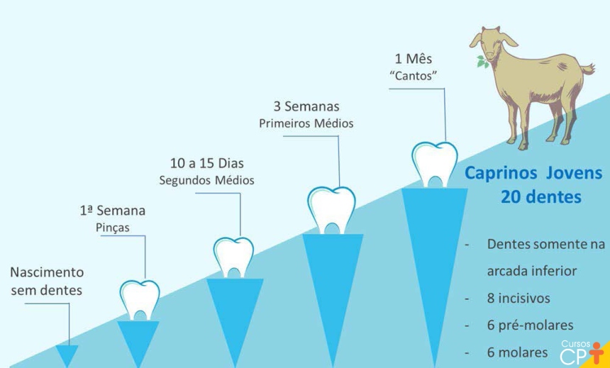 Veterinário: como identificar a idade e a pelagem dos caprinos ...