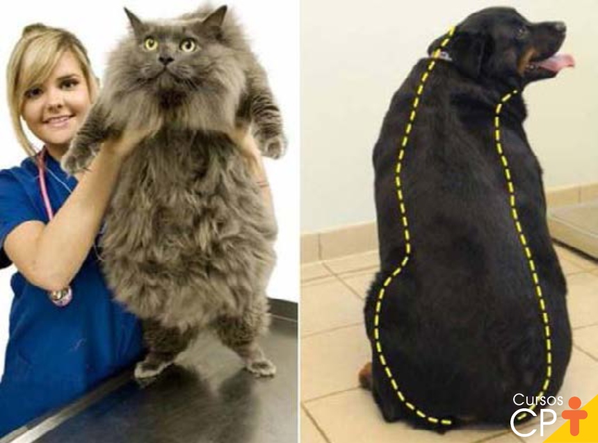 Obesidade em gatos: por que acontece, como afeta e como resolver? | Artigos | Cursos a Distância CPT