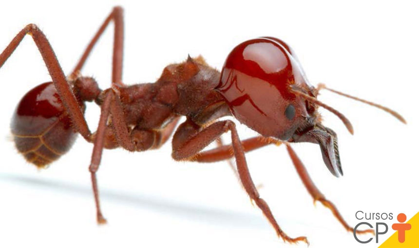 Como as formigas cortadeiras se alimentam e organizam seu trabalho ...