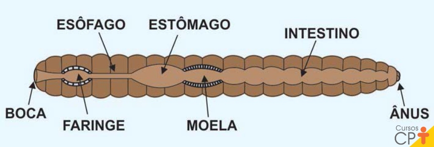 Anatomia e estrutura das minhocas: como elas são formadas? | Artigos ...