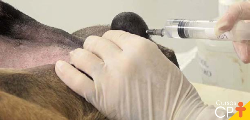 Como é Feita A Anestesia Para Orquiectomia Em Cães E Gatos Cursos A