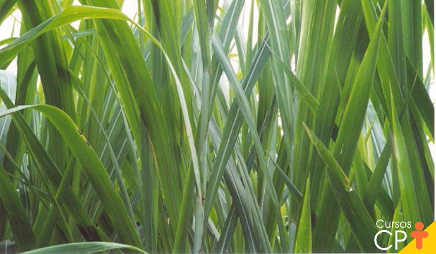 Como fazer o plantio de capim-elefante corretamente? | Dicas Cursos CPT ...