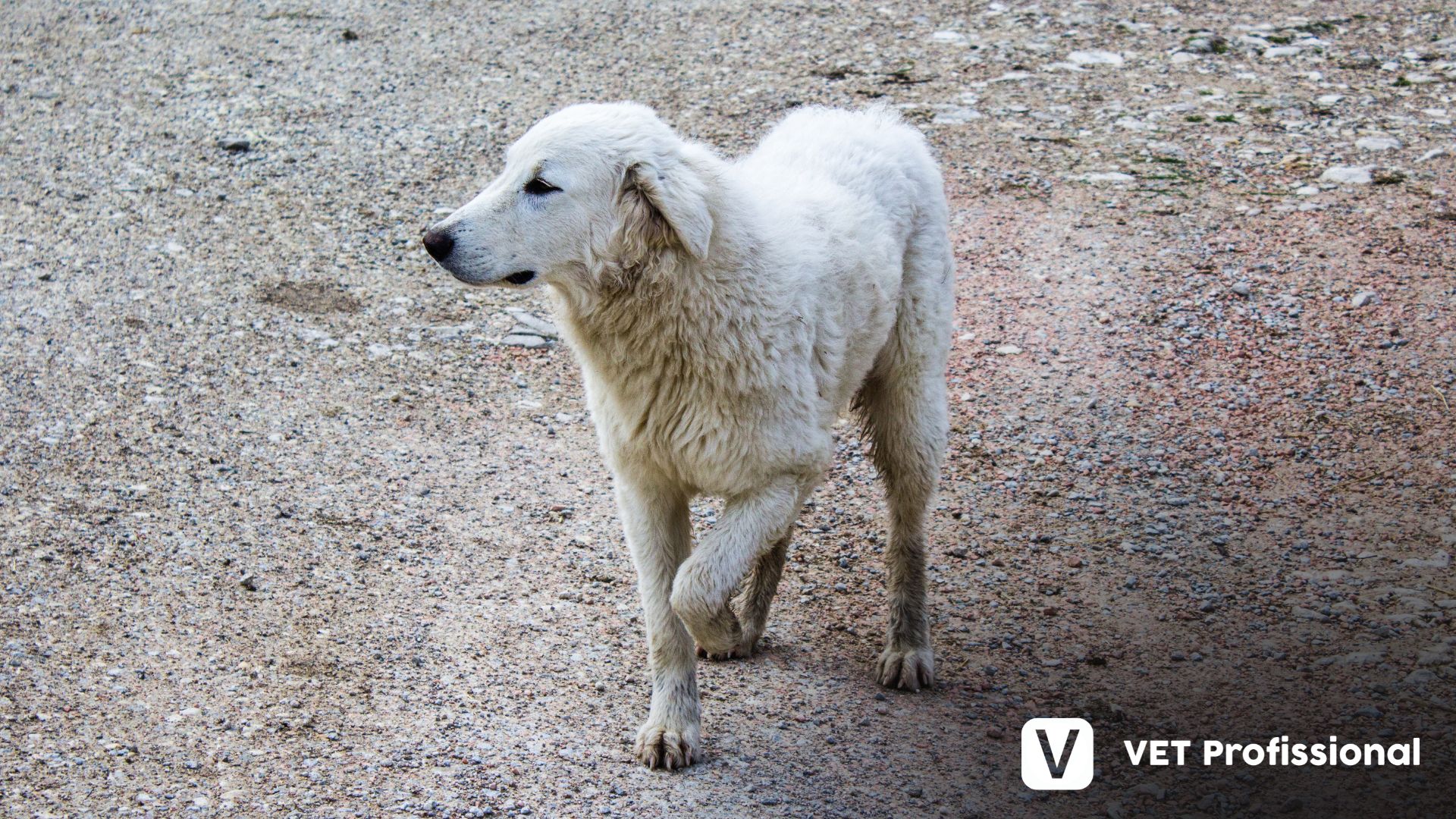ANIMAL CLAUDICANDO, E AGORA? - Passo a passo do exame físico ortopédico ...