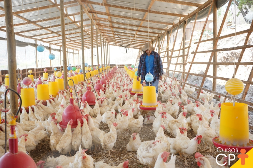 Granja de frango de corte: conheça os equipamentos certos | Cursos a ...