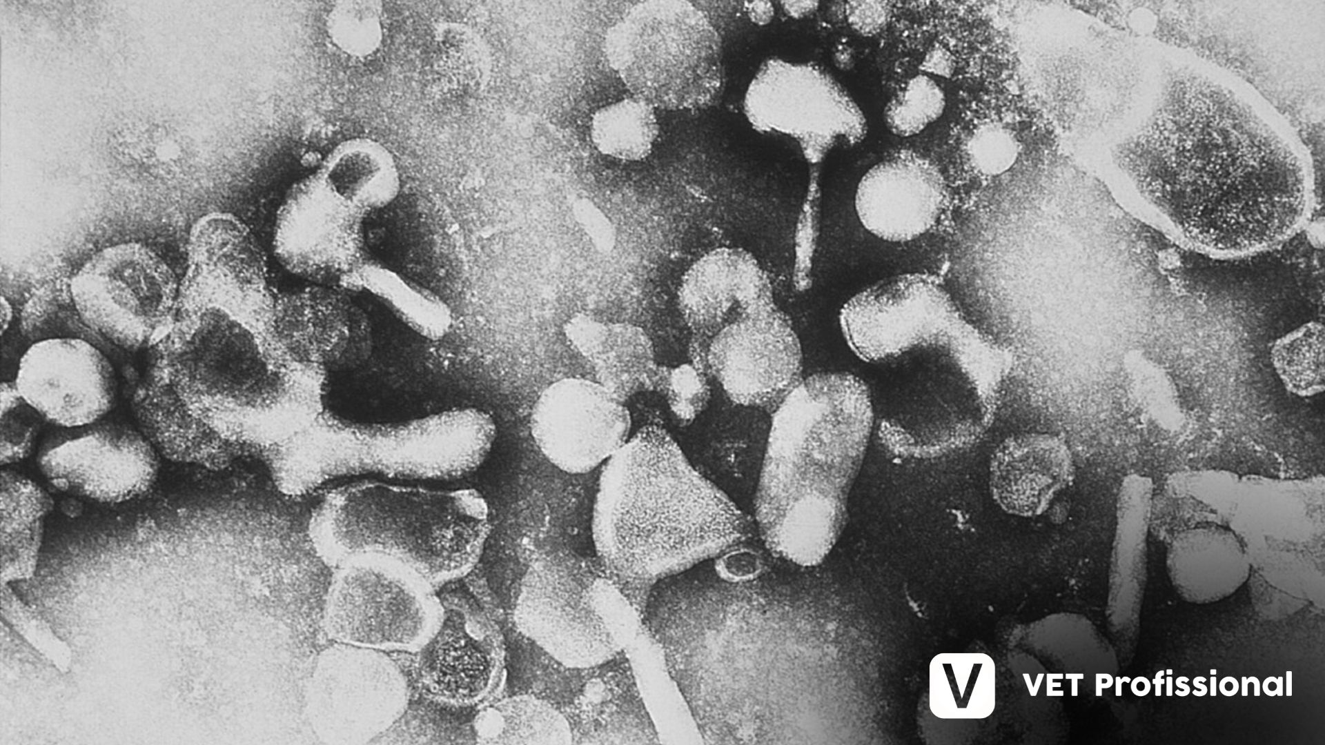 Leucemia Felina (FeLV) em Gatos: O Que Todo Veterinário Precisa Saber ...