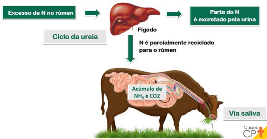 Ureia na dieta de bovinos: como evitar intoxicações? | Cursos a ...