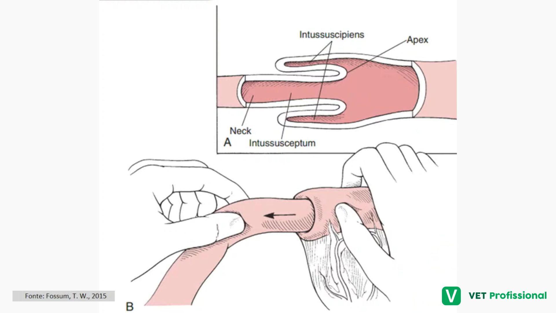 Intussuscepção intestinal em cães e gatos: diagnóstico, cirurgia e ...