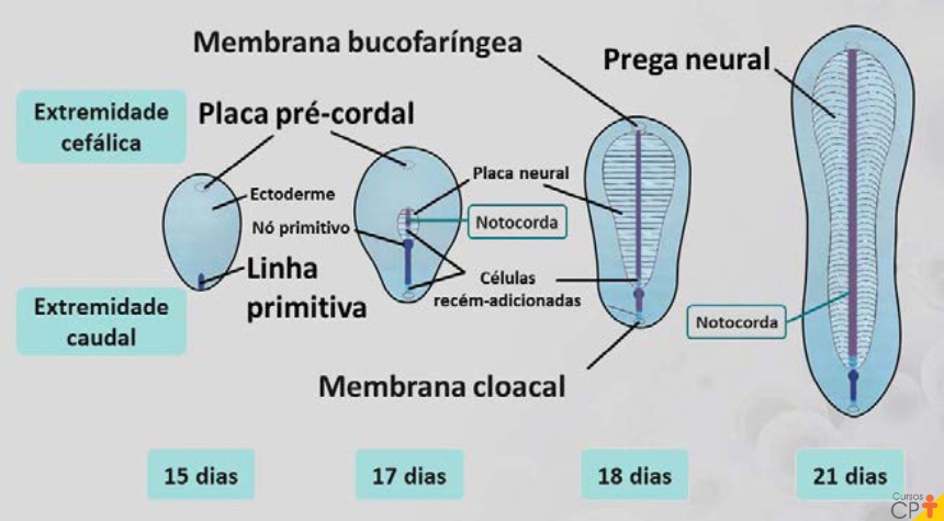 Embriologia Veterinária: o que é a clivagem e a blastulação? | Cursos a ...
