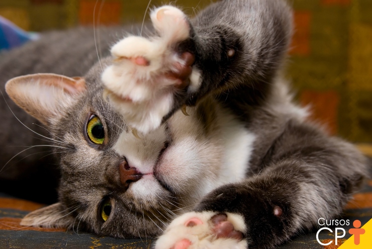 FeLV: entenda a Leucemia Viral Felina e como proteger o gato | Cursos a ...