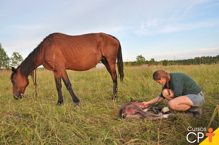 Principais enfermidades do neonato equino | Cursos a Distância CPT