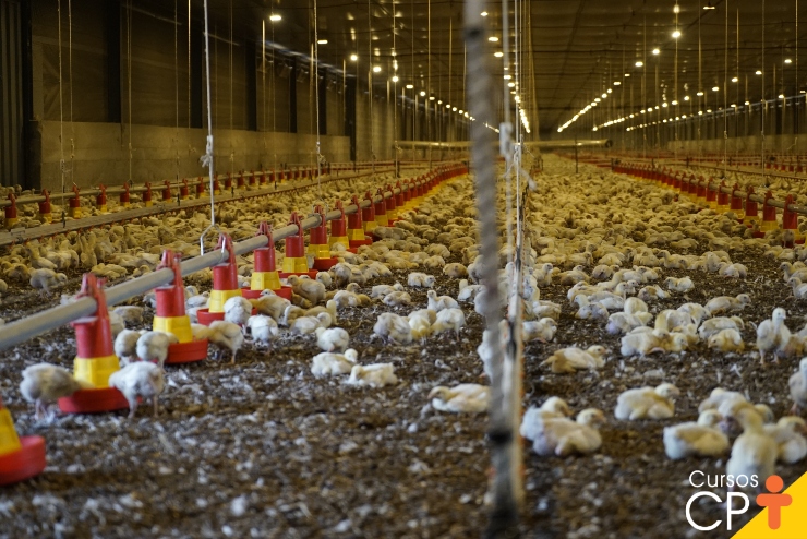 Entenda o que mais impacta a produção de frangos de corte e lucre mais ...