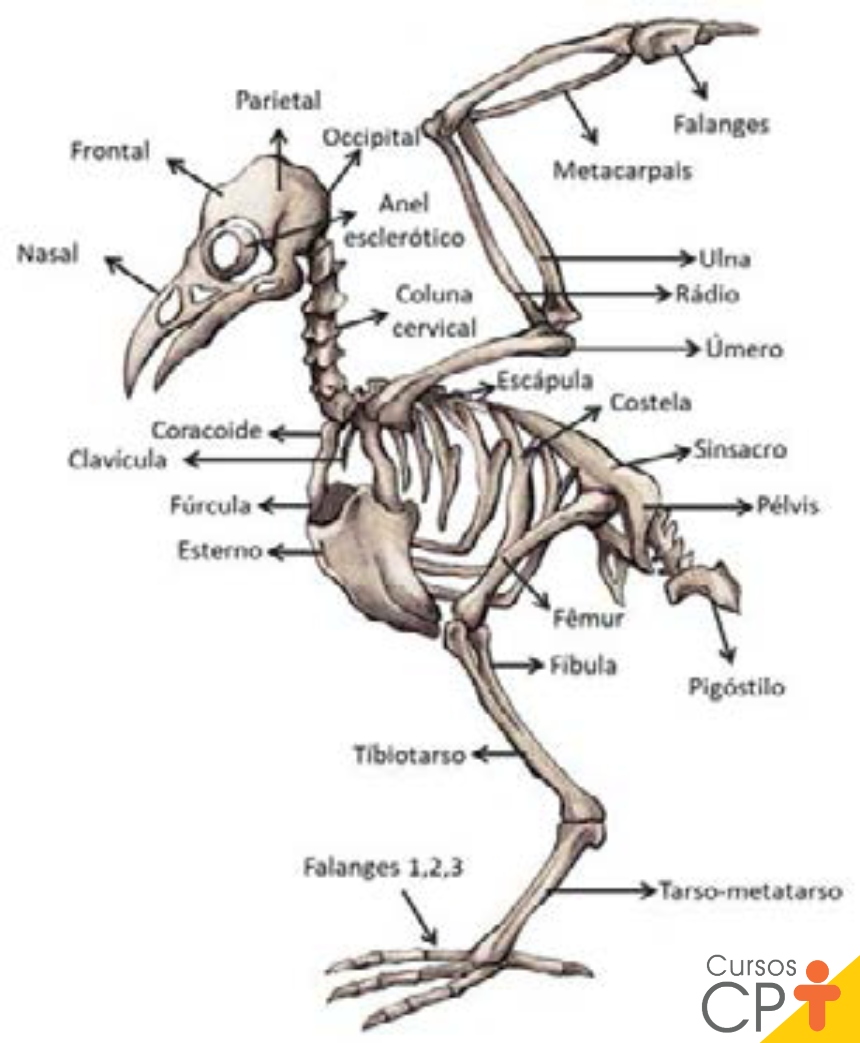 Como entender o esqueleto das aves e o aparelho locomotor? | Cursos a ...