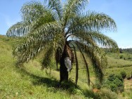 Coco macaúba é mercado em expansão na produção de biodiesel e ...