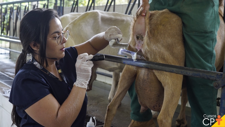 Como dominar o manejo reprodutivo de caprinos e ovinos? | Cursos a ...