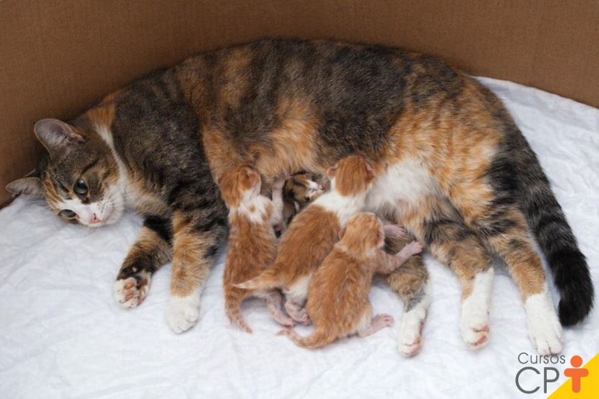 Como cuidar de filhotes de gato recém-nascidos? | Cursos a Distância CPT