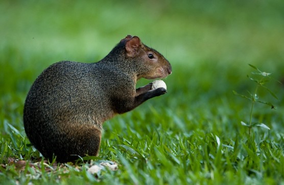caatinga 1m2: Animais típicos da caatinga