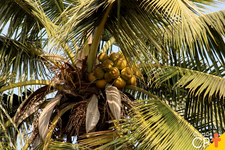 Altas temperaturas criam boas expectativas em produtores mineiros de ...