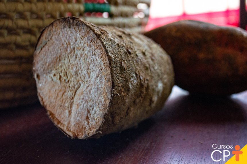 Planta De Mandioca Amarela Mandioca – Wikipédia, A Enciclopédia