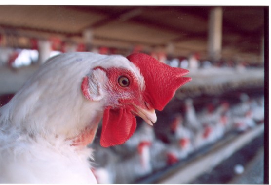 Galinhas poedeiras produzem alimento com nutrientes essenciais à saúde ...