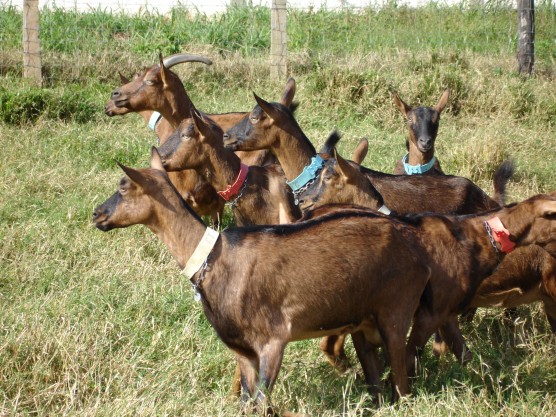 Cuidados necessários no abate de caprinos | Cursos a Distância CPT