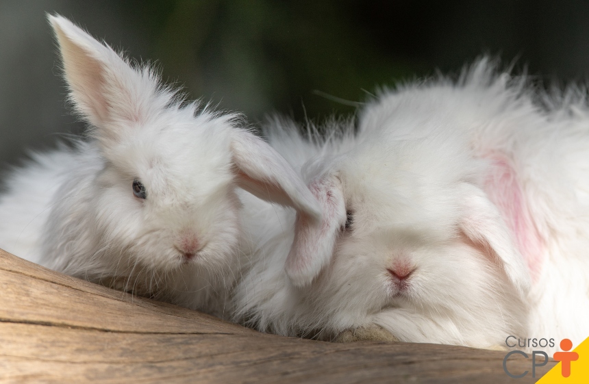Criação de coelhos: coelhos da raça angorá | Dicas Cursos CPT | Cursos ...