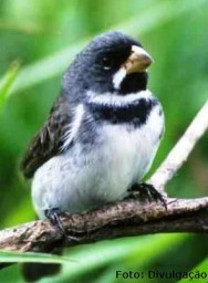 Como começar uma criação legalizada de coleiros | Cursos a Distância CPT