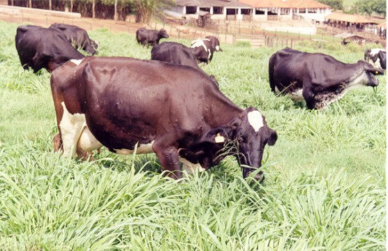 Pastejo rotacionado: manejo | Cursos a Distância CPT