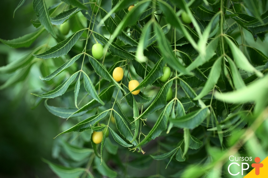 Nim: a extraordinária planta medicinal e inseticida natural | Cursos a ...