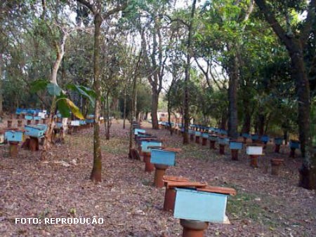 Planejamento e implantação de apiário | Artigos | Cursos a Distância CPT