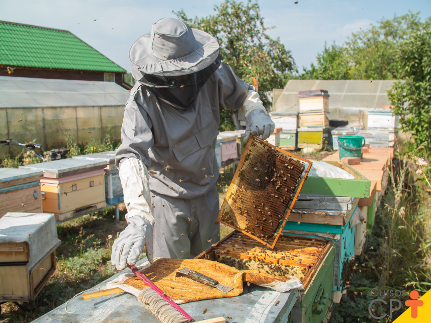 Planejamento e implantação de apiário | Artigos | Cursos a Distância CPT