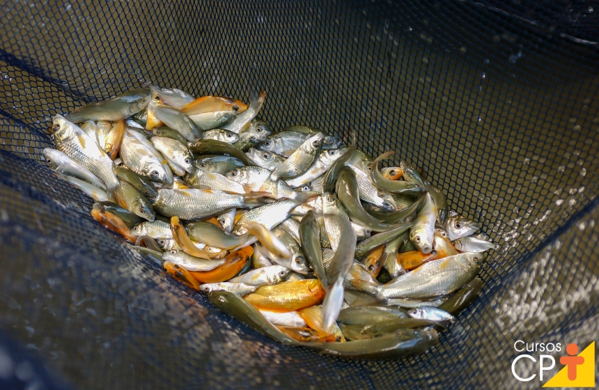 Produção de alevinos | Cursos a Distância CPT