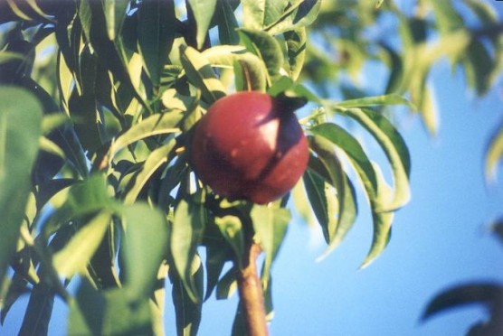Pêssego: fatores que determinam o sucesso da cultura | Artigos | Cursos ...