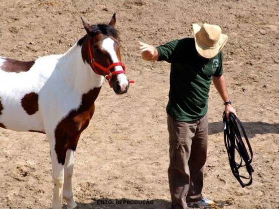 A seleção, a doma e o treinamento do cavalo fazem o sucesso da ...