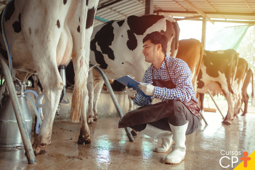Cara De Vaca Leiteira