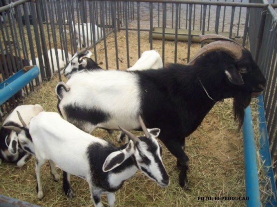 Raças de caprinos - conheça as principais raças e faça a melhor escolha ...