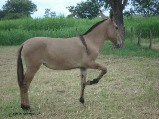 Muares - animais de carga resistentes, inteligentes, de fácil manejo e ...