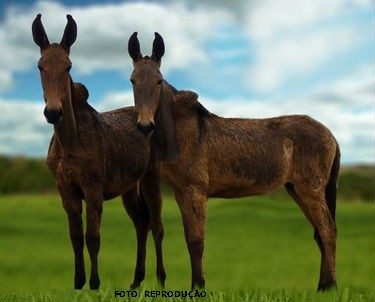 Muares - animais de carga resistentes, inteligentes, de fácil manejo e ...