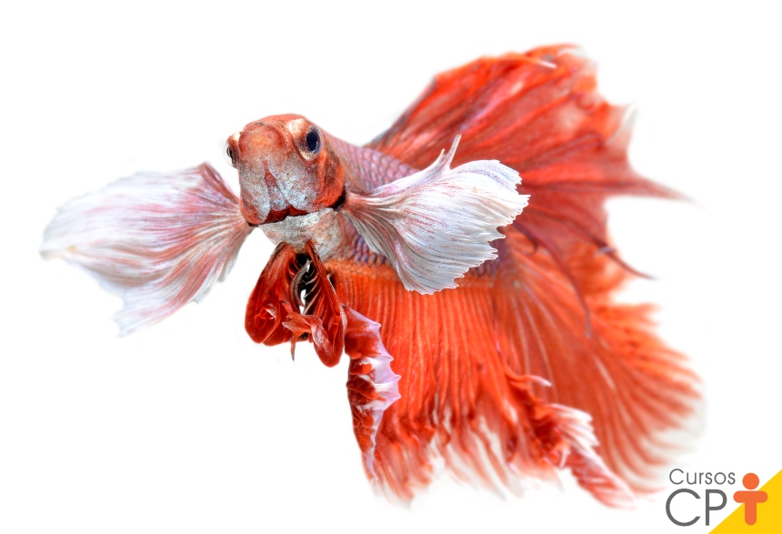 Peixes Betta: variedades de acordo com o tipo, a abertura e o tamanho ...