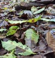 Bicho-mineiro das folhas do cafeeiro - reconhecimento e controle ...