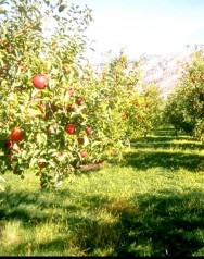Pomar - como combater as principais doenças e pragas sem o uso de ...
