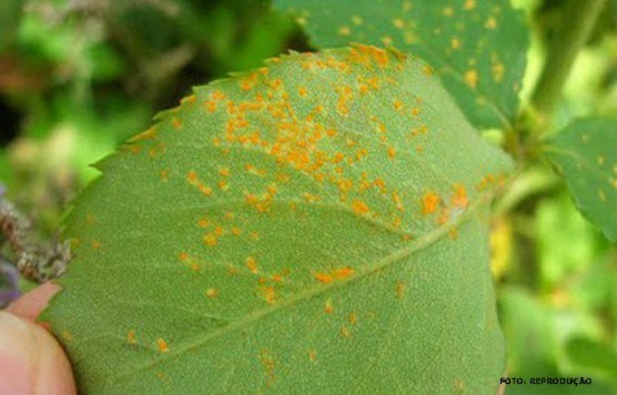 Café Conilon - métodos de controle da mancha-do-olho-pardo ...