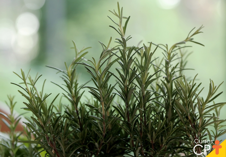 Horta: como plantar Alecrim (Rosmarinus officinalis) | Cursos a ...