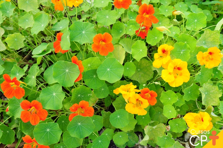Horta: como plantar Capuchinha (Tropaeolum majus) | Cursos a Distância CPT
