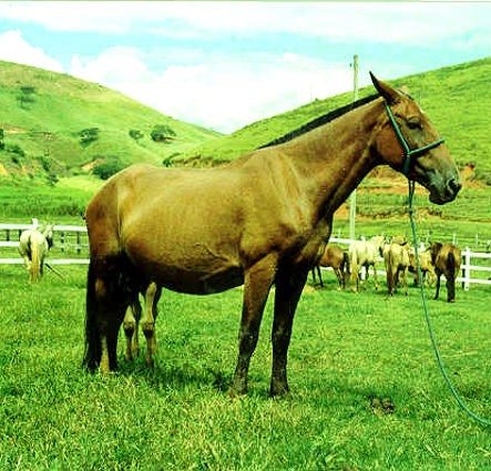 Reprodução de cavalos - fases do parto (3ª fase) | Artigos | Cursos a ...