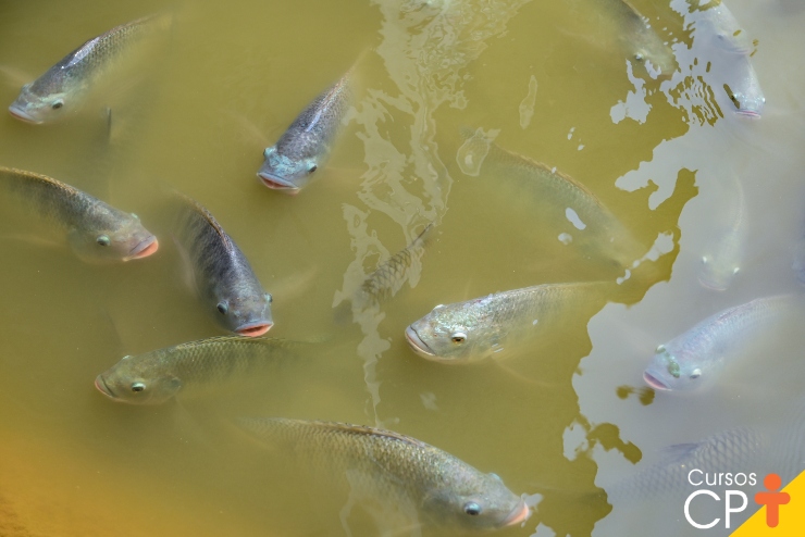 Peixes Agua Doce Peixes Do Brasil Nomes De Peixes Peixes De Agua