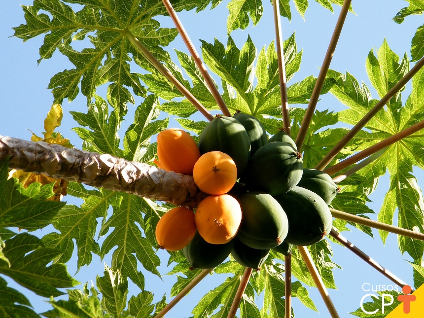 Árvores frutíferas: a formação do pomar | Cursos a Distância CPT