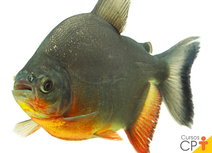 Tipos De Peixes De Estimacao De Agua Doce