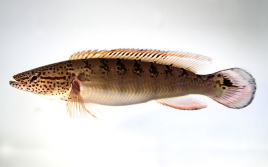 Peixes de água doce do Brasil: Jacundá (Crenicichla lenticulata ...