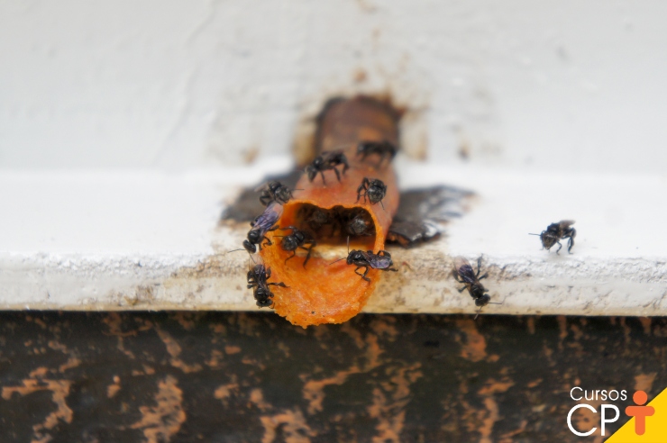 Abelhas sem ferrão: Mirim-Guaçu (Plebeia remota) | Cursos a Distância CPT